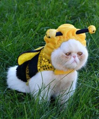 13 cats who are pissed it's Halloween - Kaila Yu
